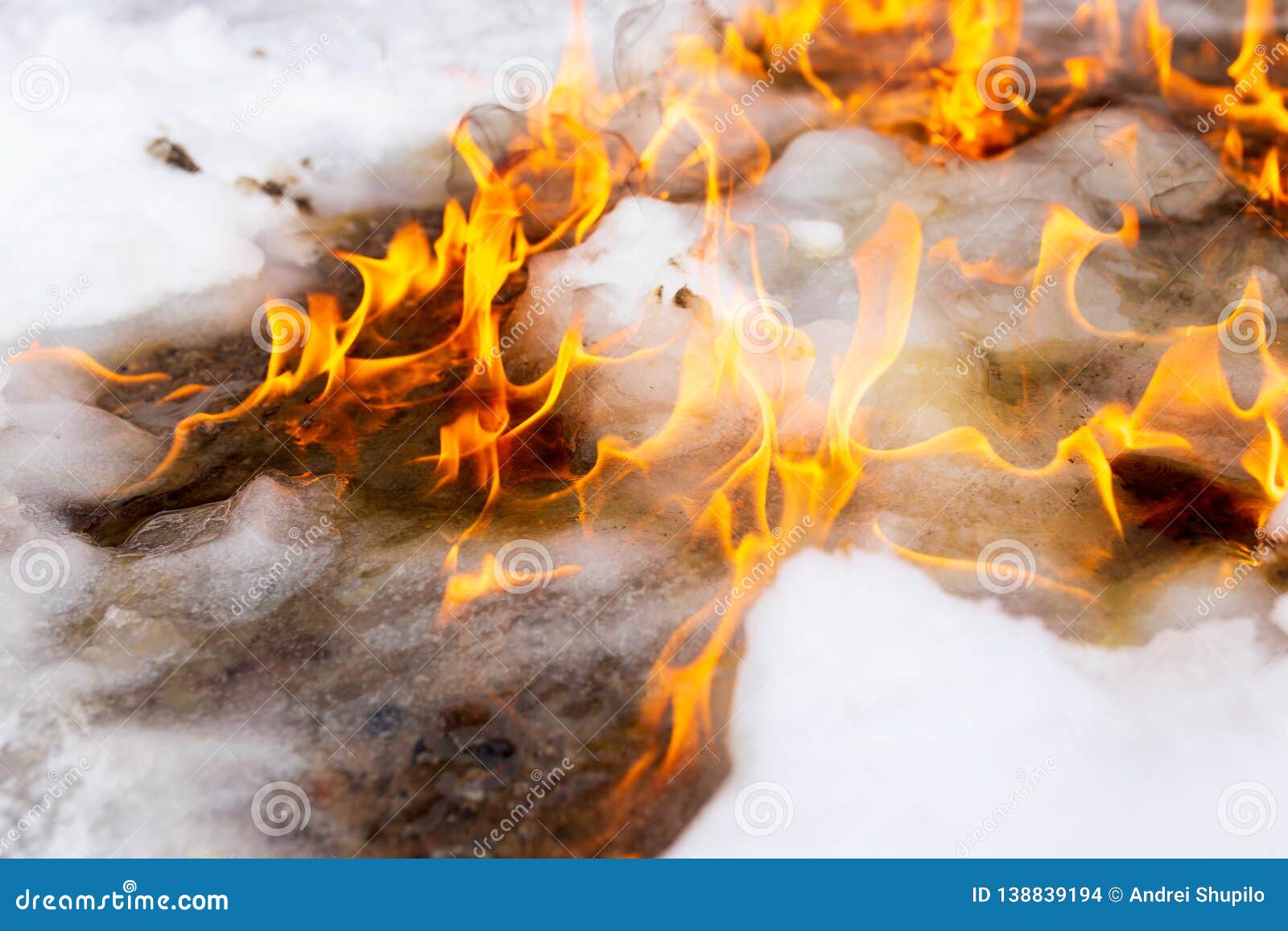 Flame of Fire on White Snow in Winter Stock Photo - Image of flame ...