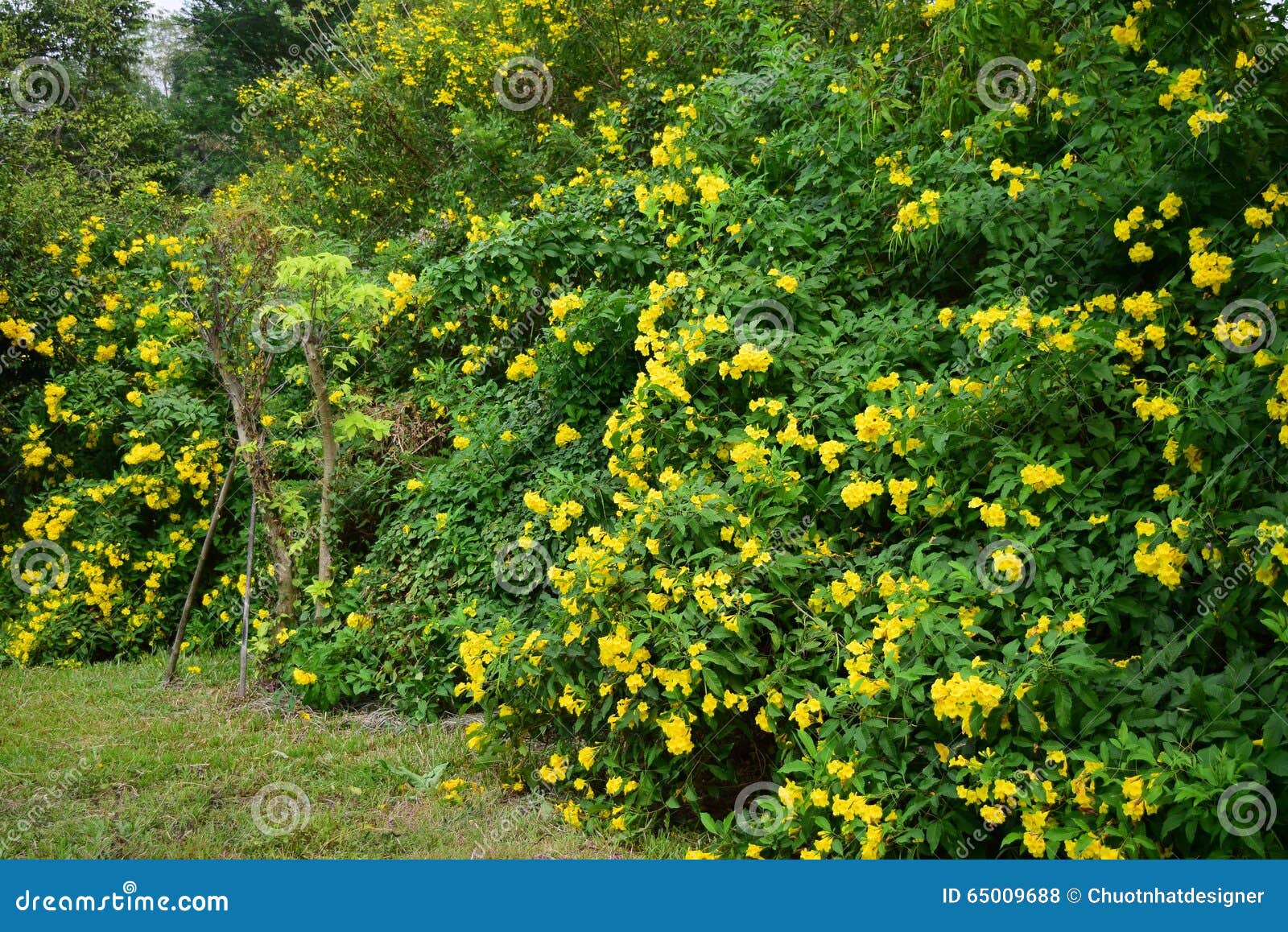 Flame Flower(Justicia Fragilis Wall.,Gendarussa Vulgaris Nees) Royalty ...