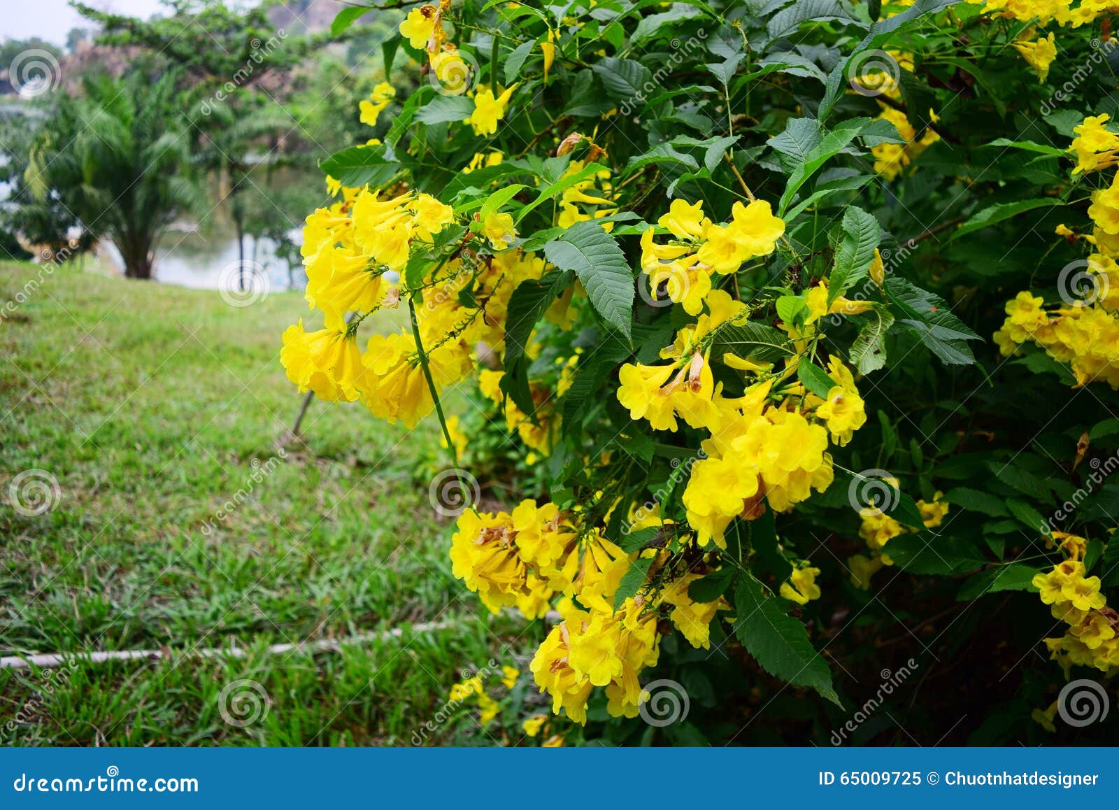 Flame Flower(Justicia Fragilis Wall.,Gendarussa Vulgaris Nees) Royalty ...