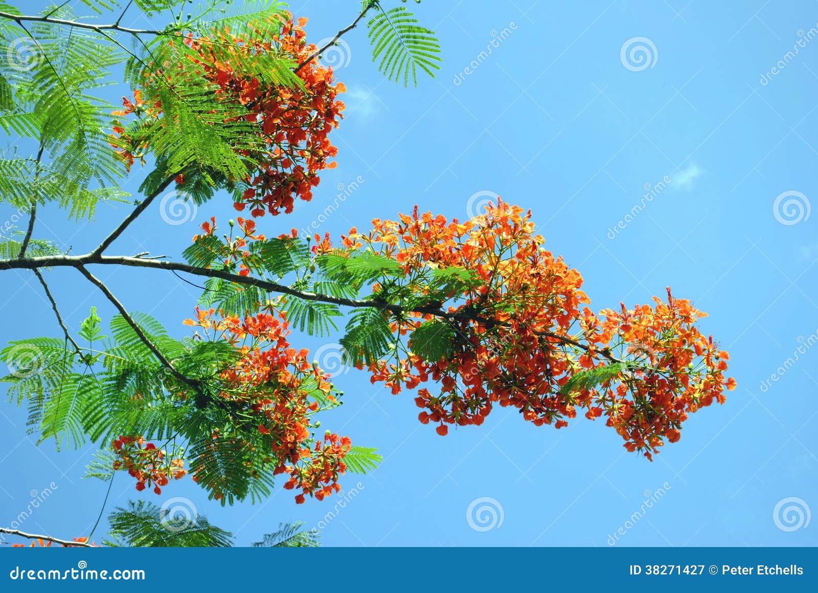 Flame of the forest stock image. Image of teak, flower - 38271427