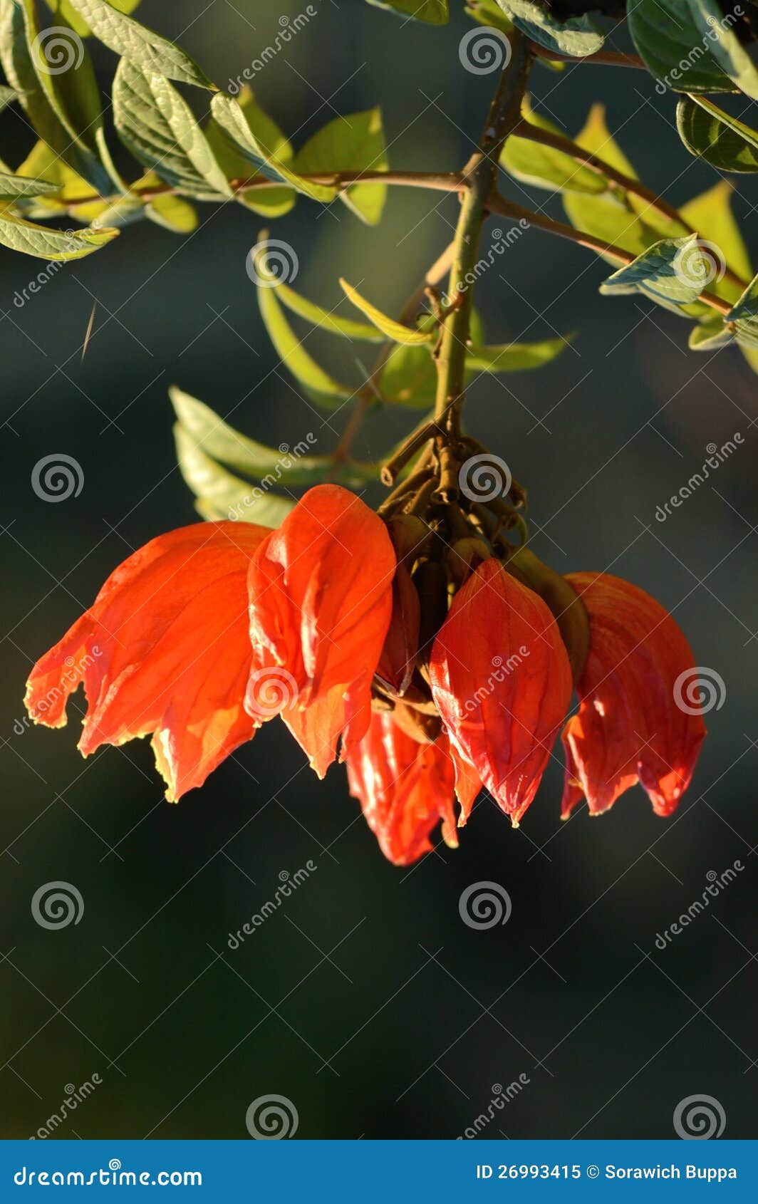 Flame of the Forest,African Tulip Tree Stock Image - Image of blossom ...