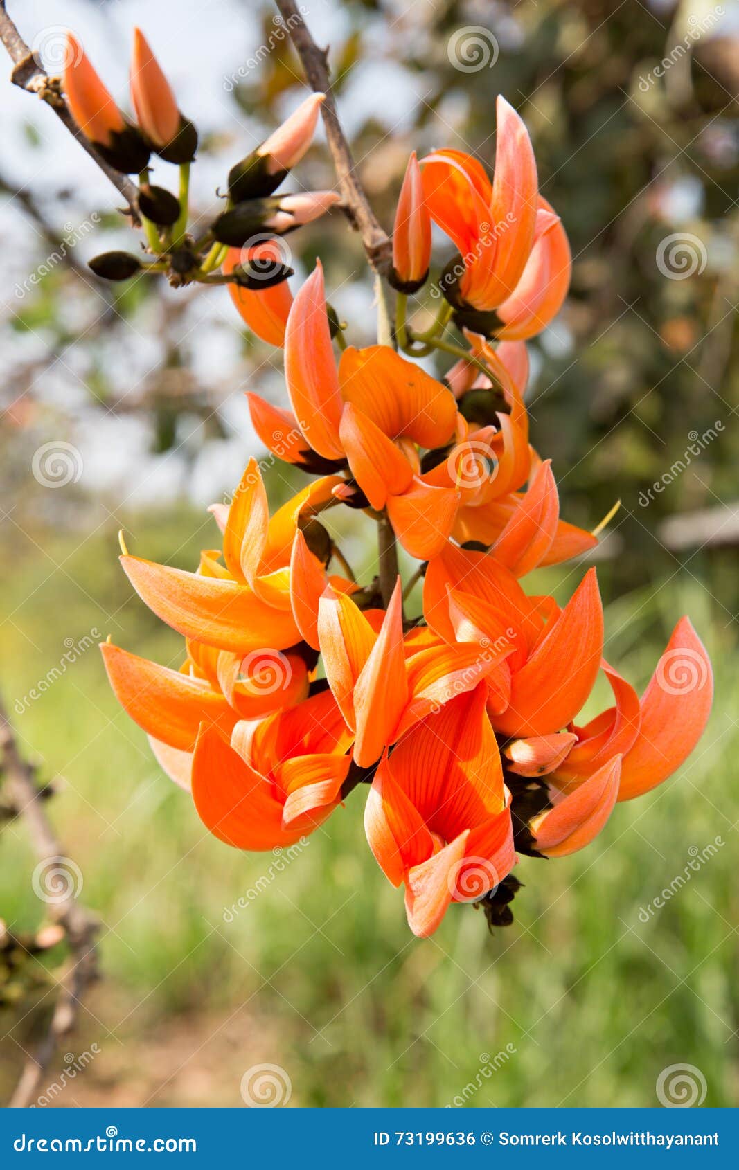Flame of the Forest stock photo. Image of flame, plant - 73199636