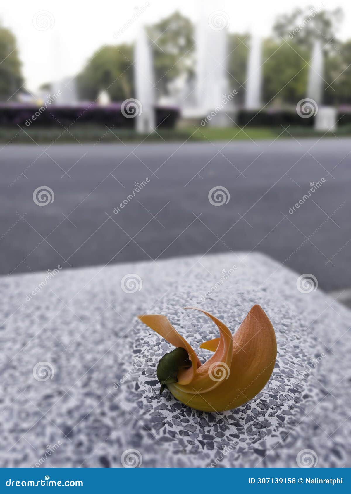 Flame of the Forest Bloom in the Spring Stock Photo - Image of park ...