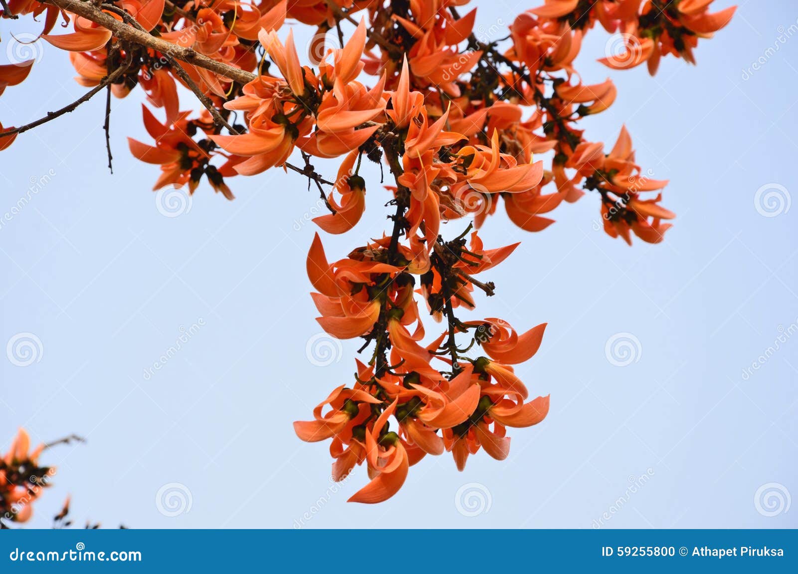 Flame Of Forest Flowers Royalty-Free Stock Image | CartoonDealer.com ...
