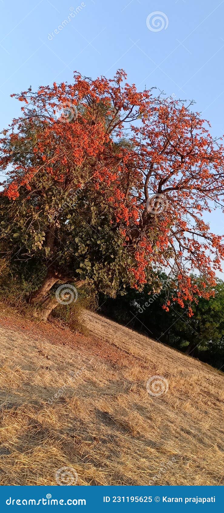 Flame of the Forest, Kesudo Tree, Palash Tree. Stock Image - Image of ...