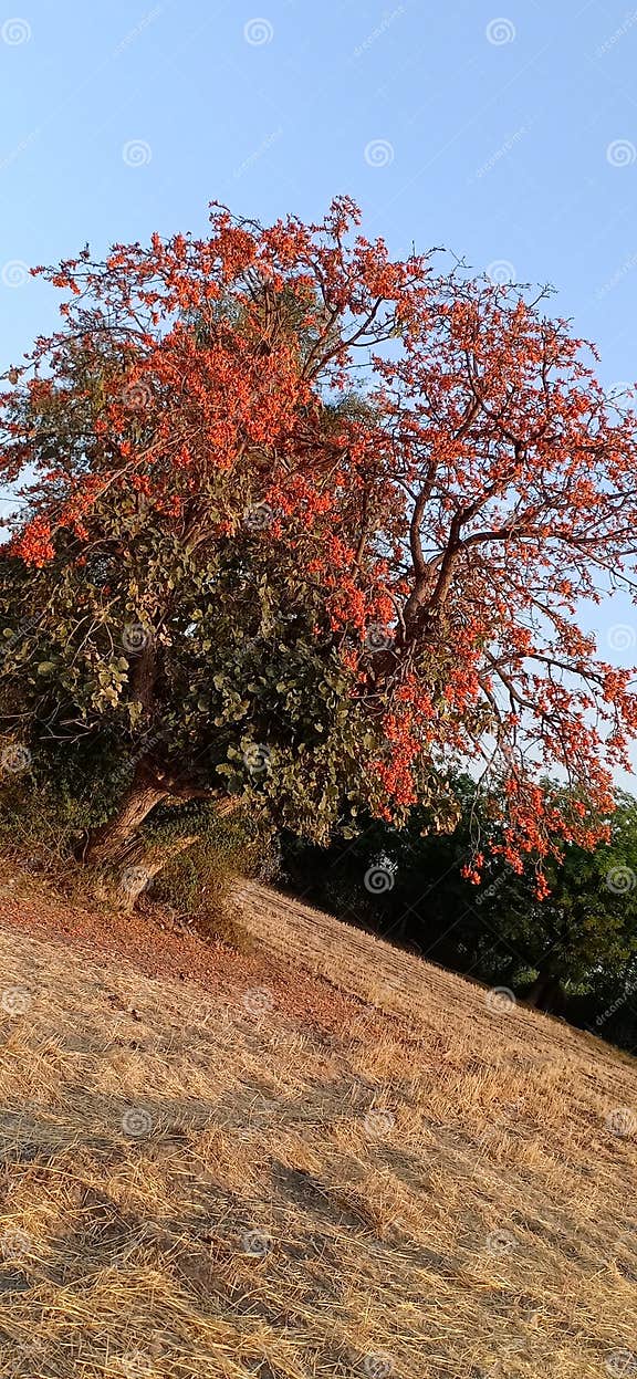 Flame of the Forest, Kesudo Tree, Palash Tree. Stock Image - Image of ...