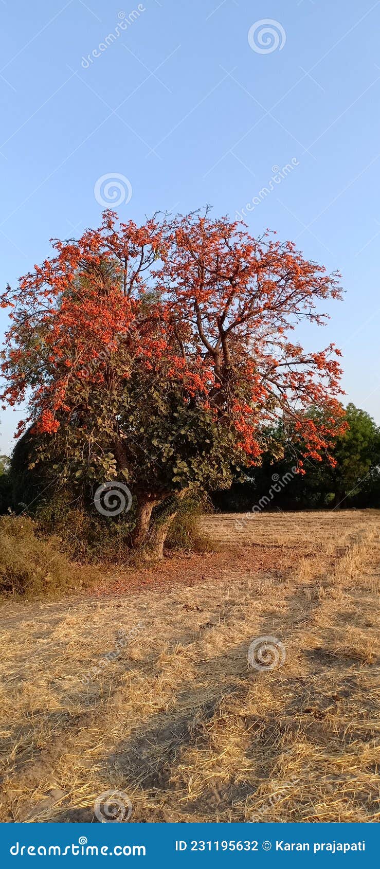 Flame of the Forest, Kesudo Tree, Palash Tree. Stock Photo - Image of ...
