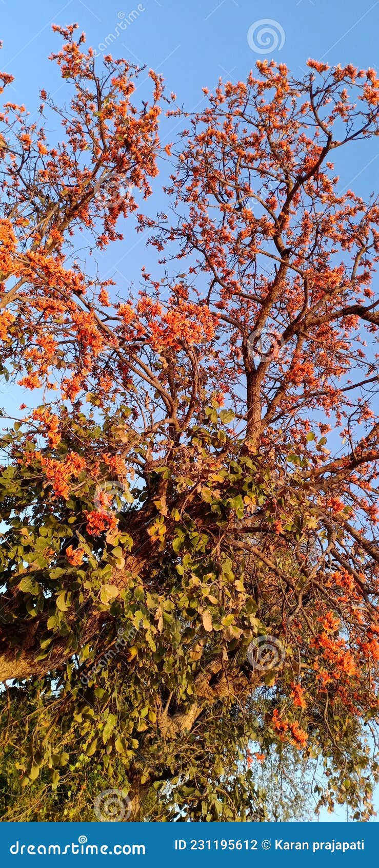 Flame Of The Forest, Kesudo Tree, Palash Tree. Stock Photo ...
