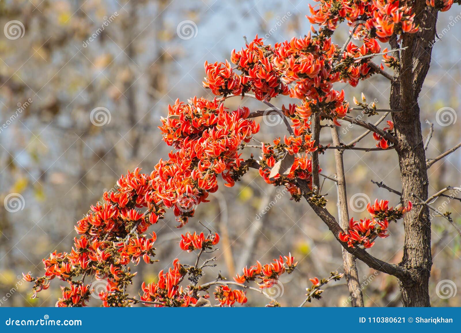 Flame of the Forest Teak Tree Stock Image - Image of nimar, flowers ...