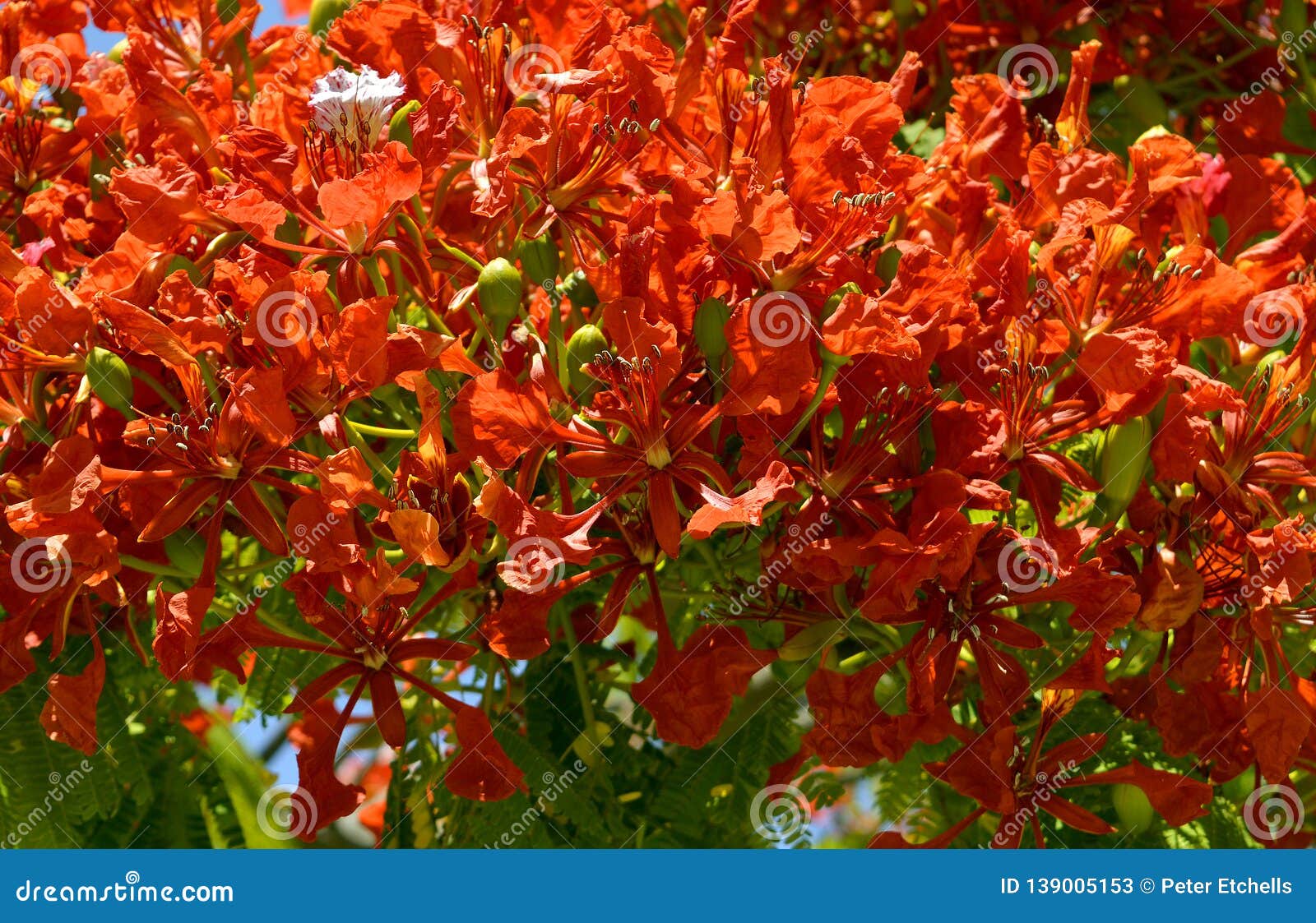 Flame of the Forest Tree Flowers Stock Image - Image of floral ...