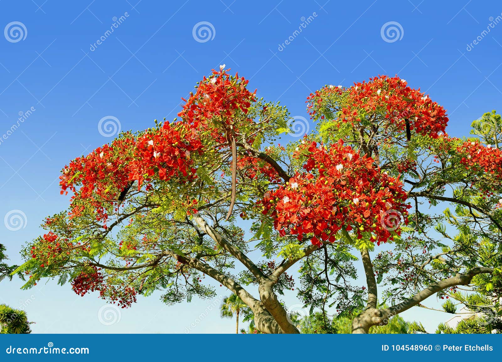 Flame of the forest tree stock photo. Image of tropical - 104548960