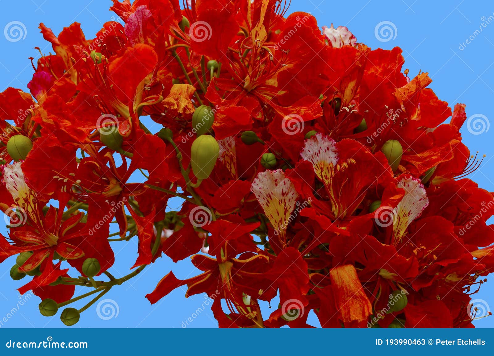 Flame of the forest tree stock image. Image of botany - 193990463