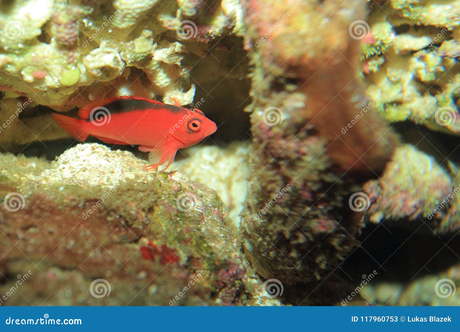 Flame Hawkfish Stock Photos - Free & Royalty-Free Stock Photos from ...