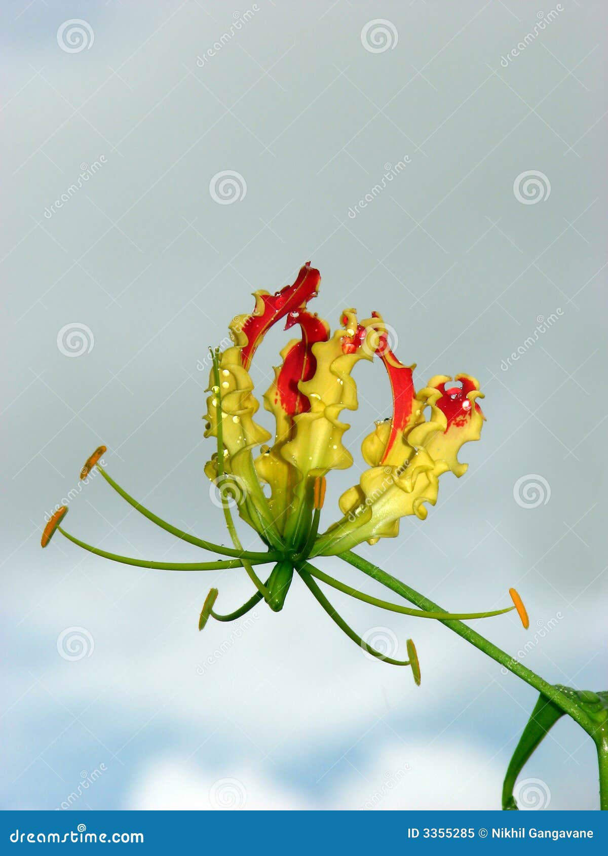 Flame Lily, Fire Lily, Gloriosa Superba Flower Isolated On White ...