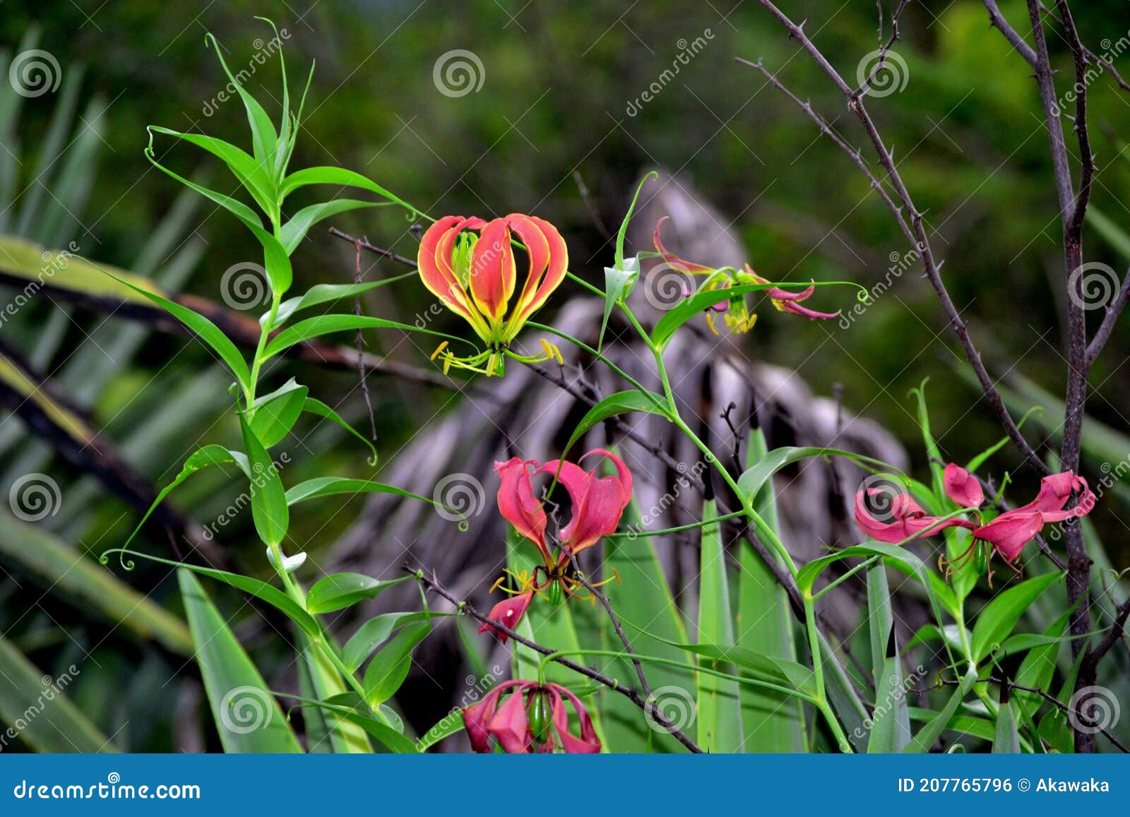 Heart shaped Flame lily stock photo. Image of flower - 207765796