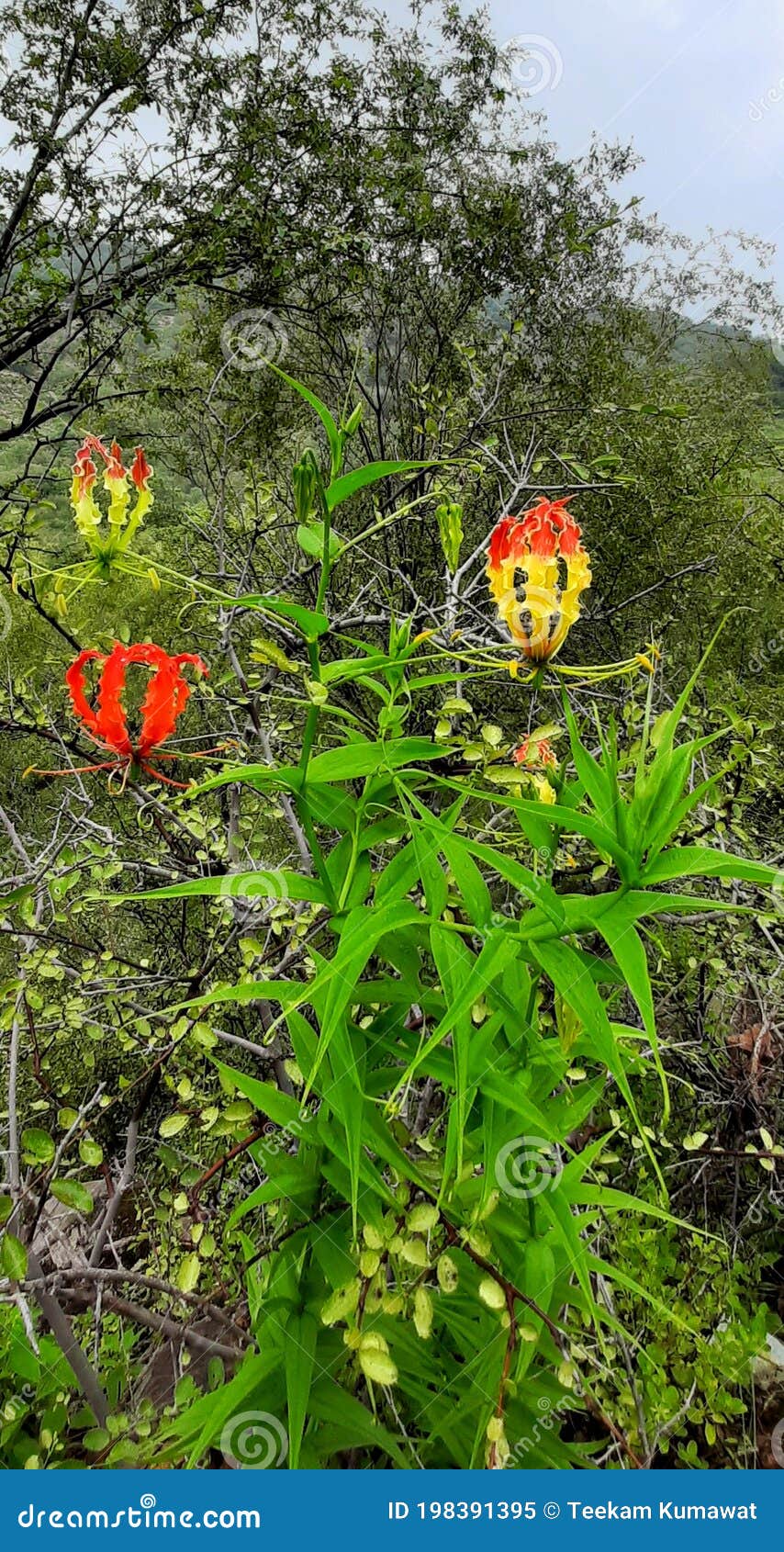 Arawali Stock Photos - Free & Royalty-Free Stock Photos from Dreamstime