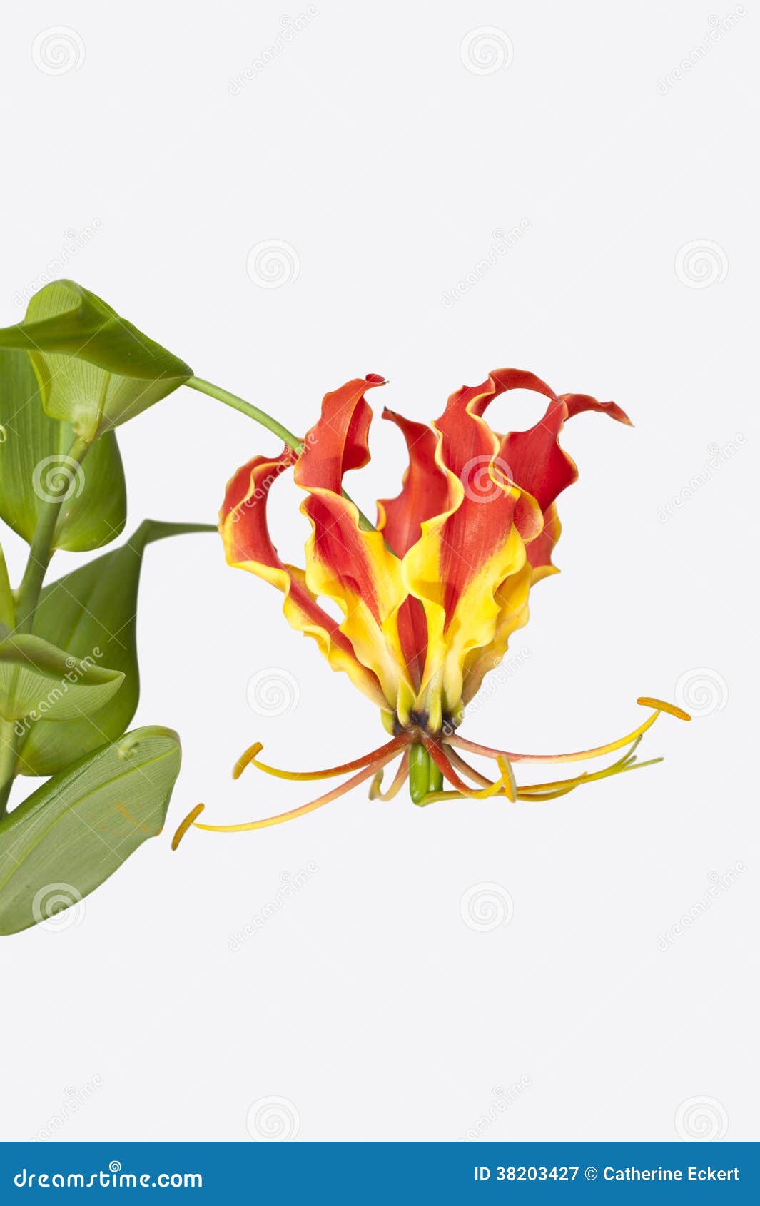 Flame Lily, Fire Lily, Gloriosa Superba Flower Isolated On White ...