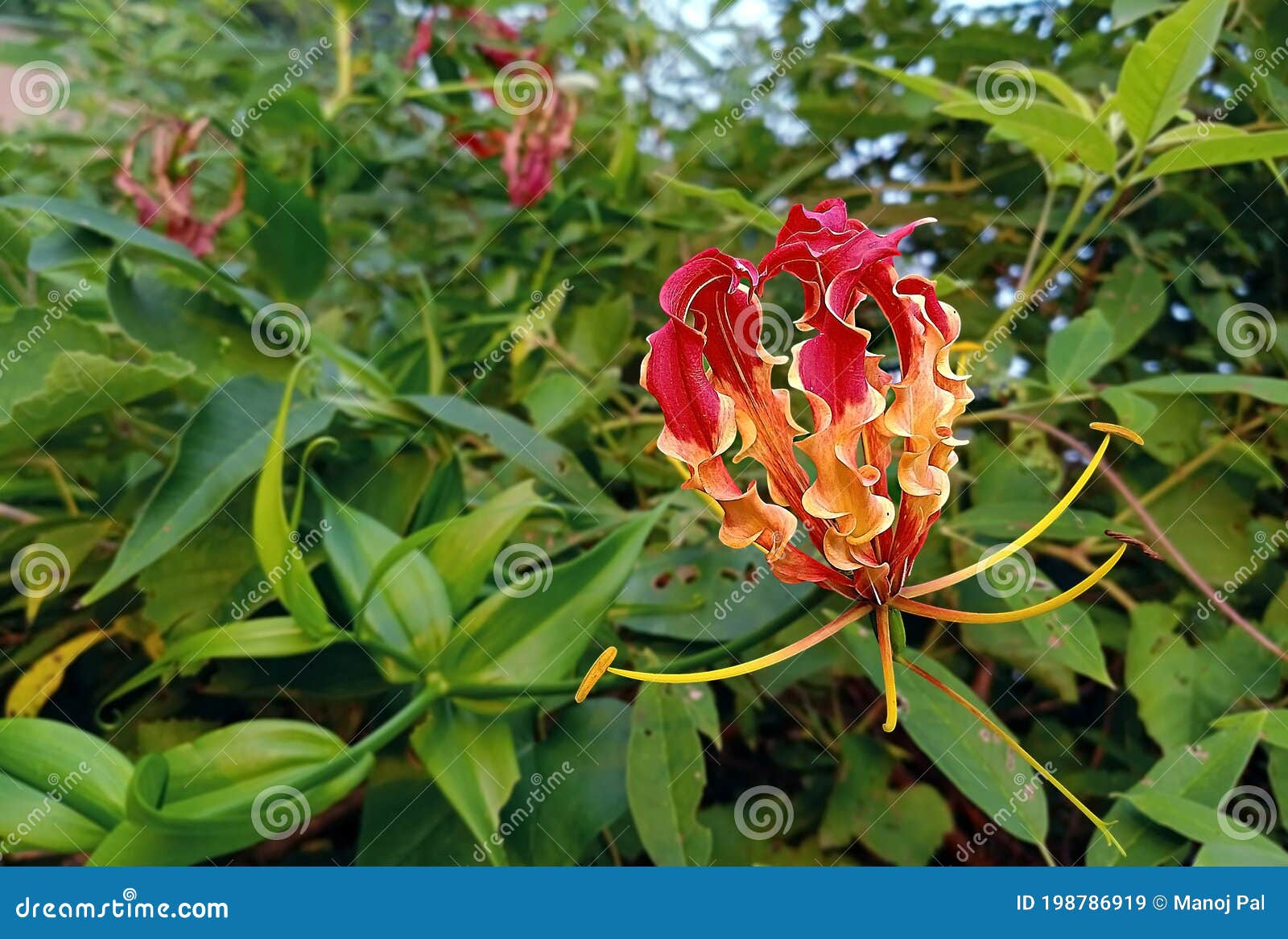 Flame Lily, Fire Lily, Gloriosa Superba Flower Isolated On White ...
