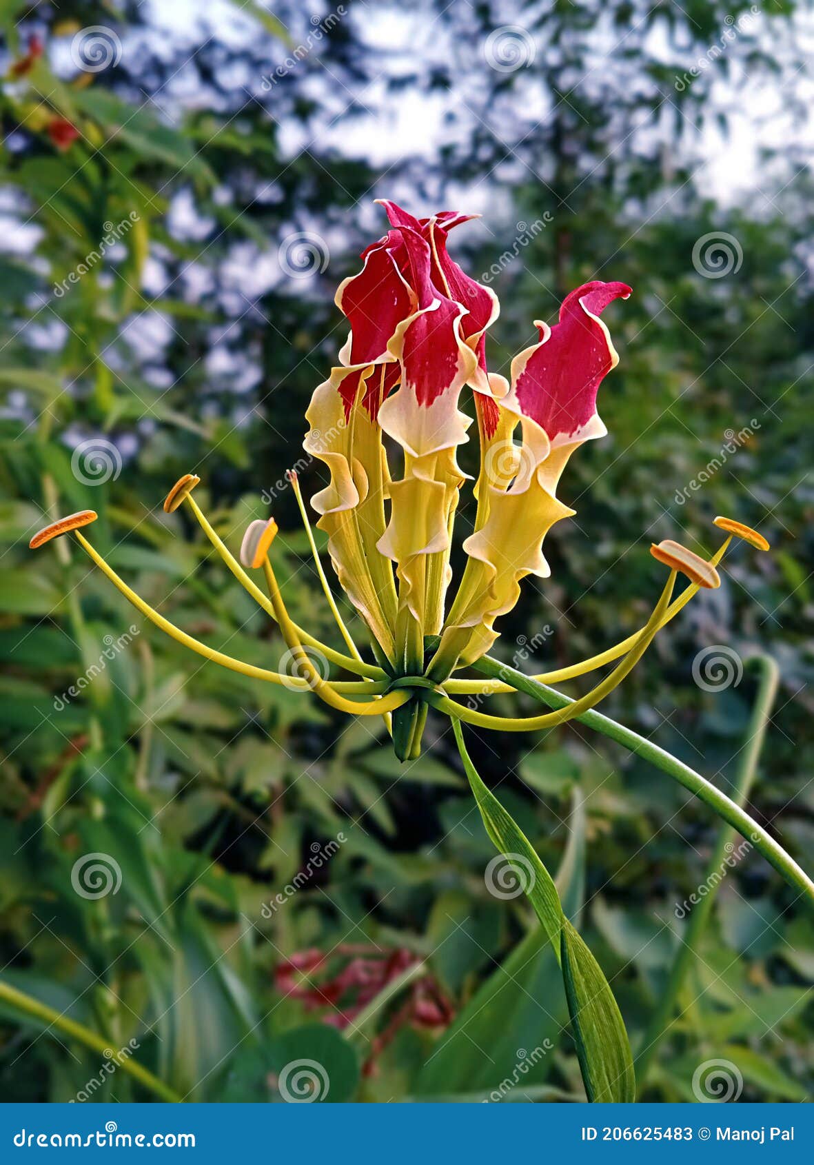 FLAME LILY FLOWER stock image. Image of vivid, natural - 206625483