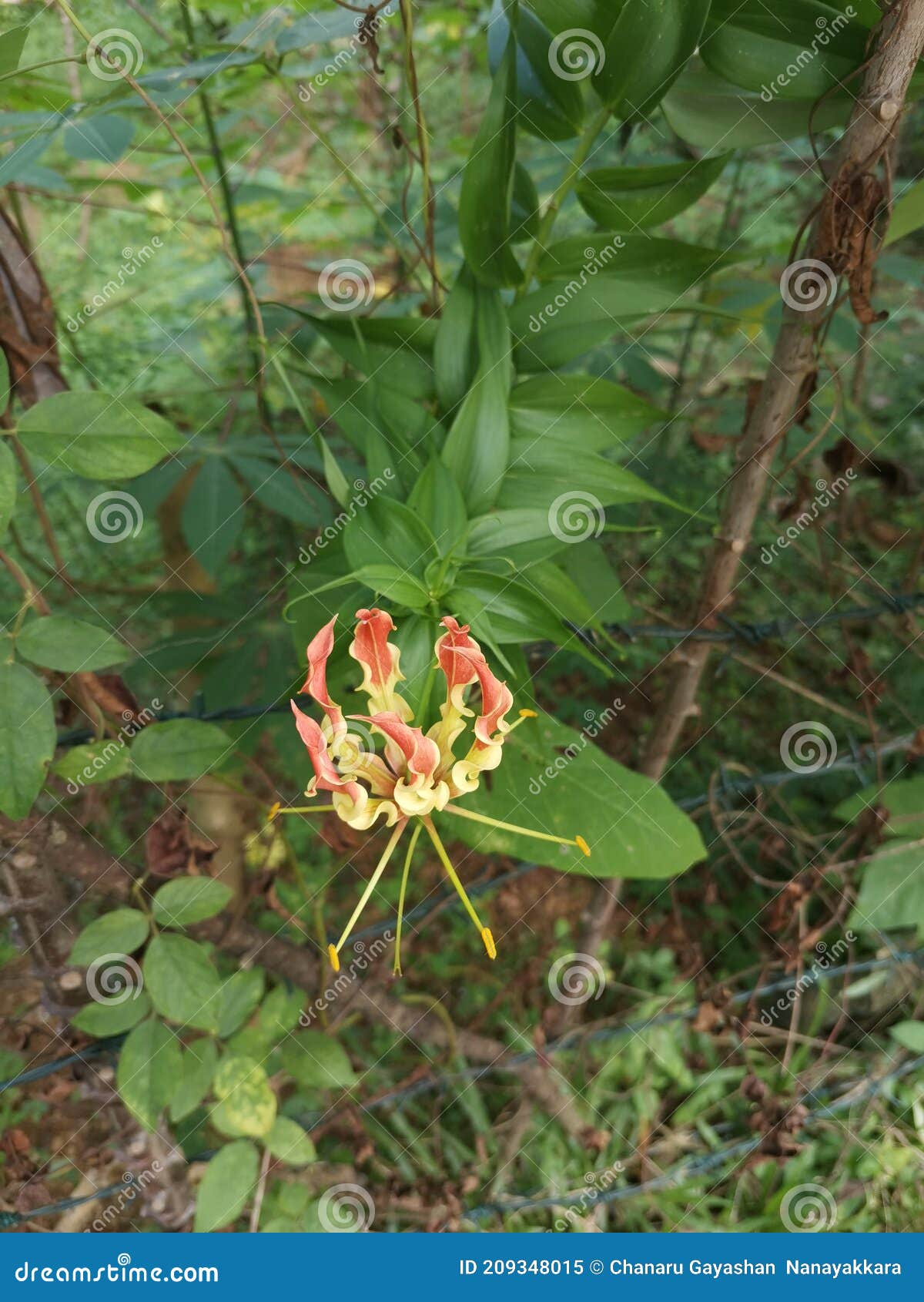 Lily Niyagala Mala Photos - Free & Royalty-Free Stock Photos from ...