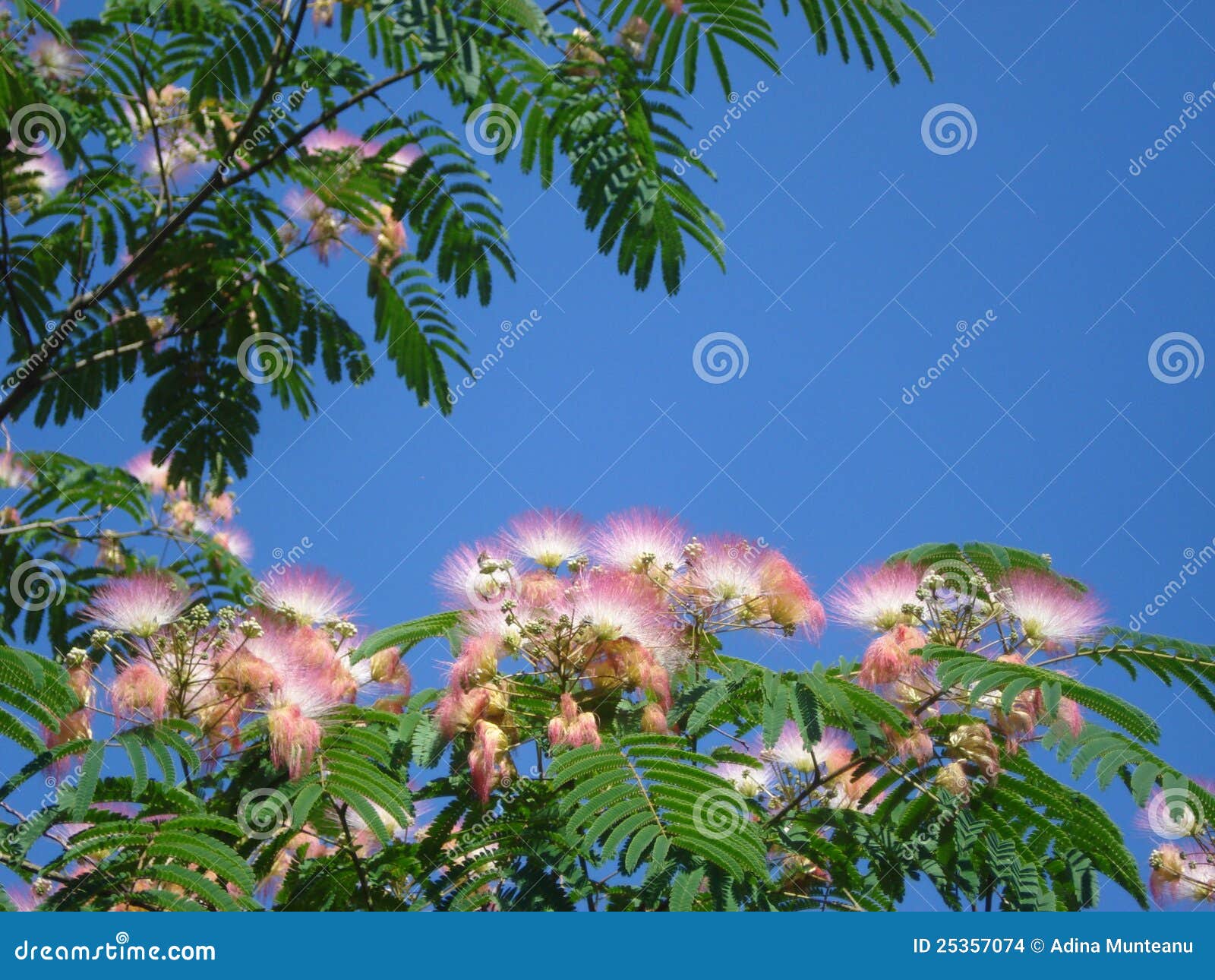 Flame mimosa tree stock photo. Image of foliage, nemu - 25357074