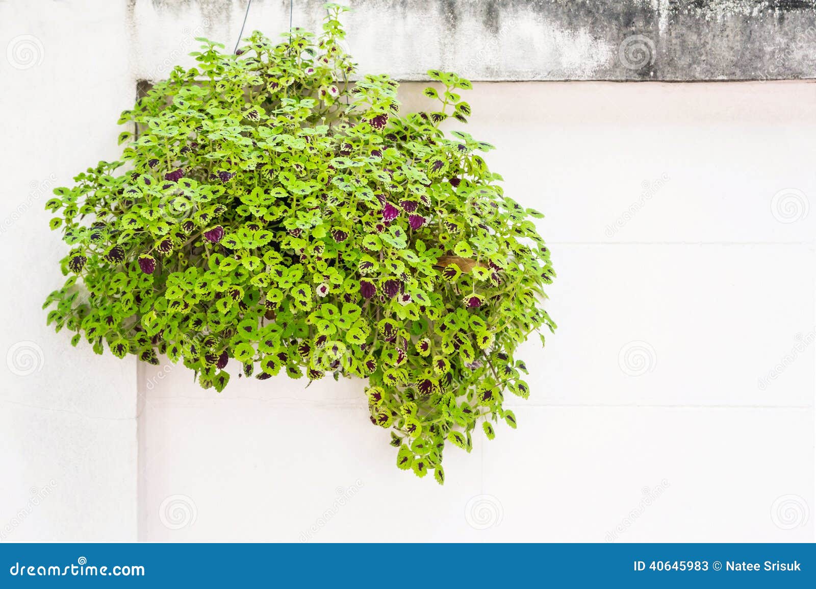 Flame nettle plant stock image. Image of texture, plant - 40645983