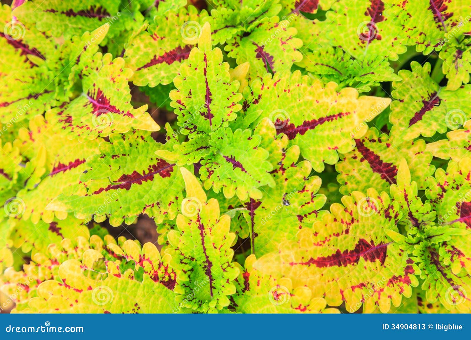 Flame nettle plant stock image. Image of horticulture - 34904813