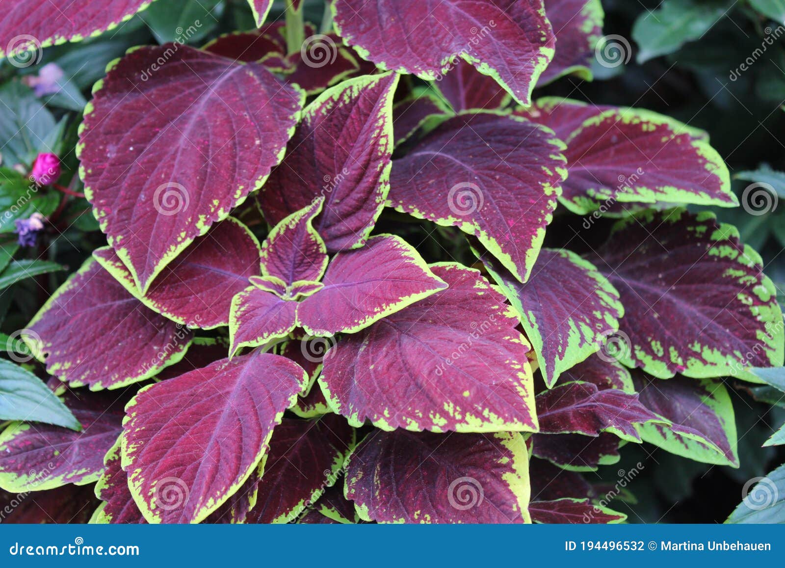 Flame Nettles in the Garden Stock Photo - Image of botany, flower ...