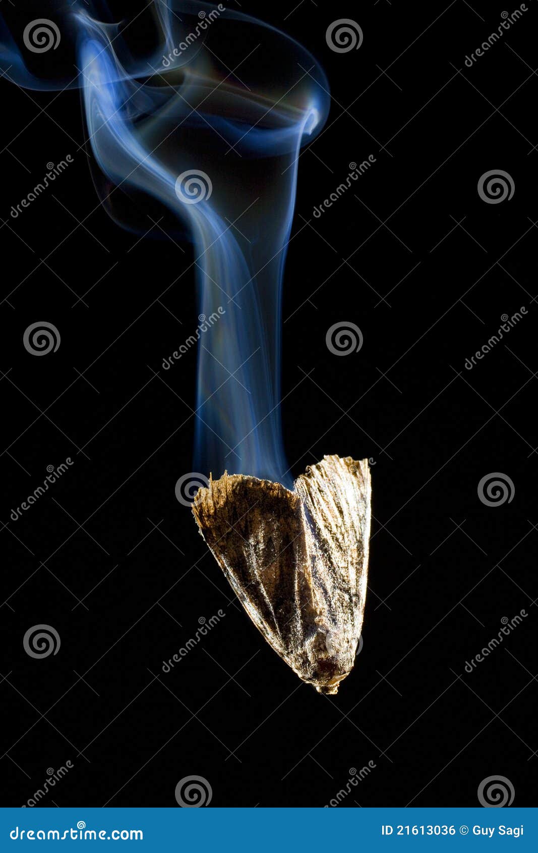 Flame out stock photo. Image of wings, smoke, moth, strobist - 21613036