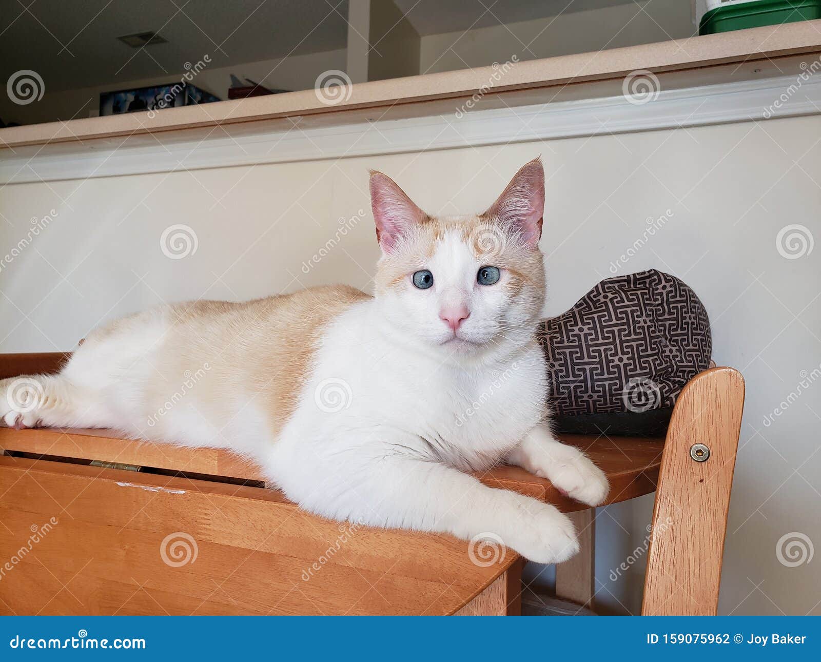 Orange Tabby Point Siamese