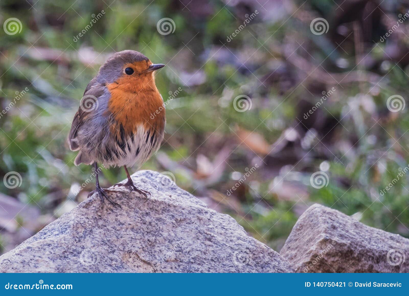 Flame robin bird stock image. Image of wildlife, petroica - 140750421