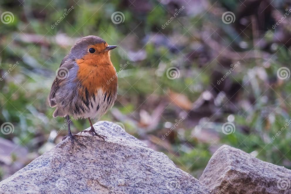 Flame robin bird stock image. Image of wildlife, petroica - 140750421