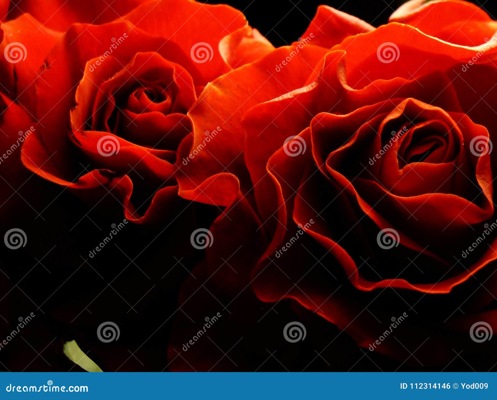 The flame of the rose. stock photo. Image of scorching - 112314146