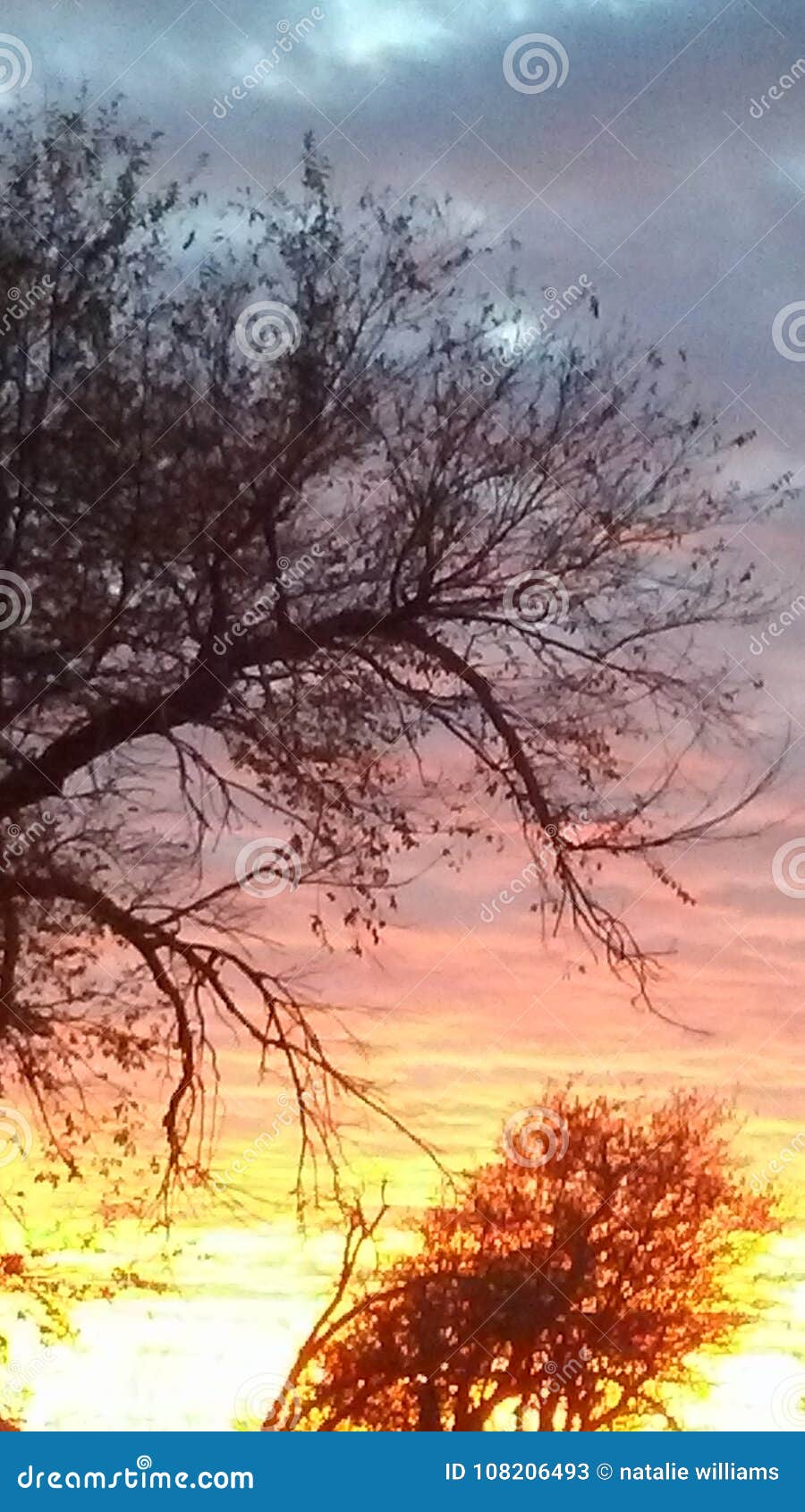 Sunset stock image. Image of sunset, sundown, tree, flame - 108206493