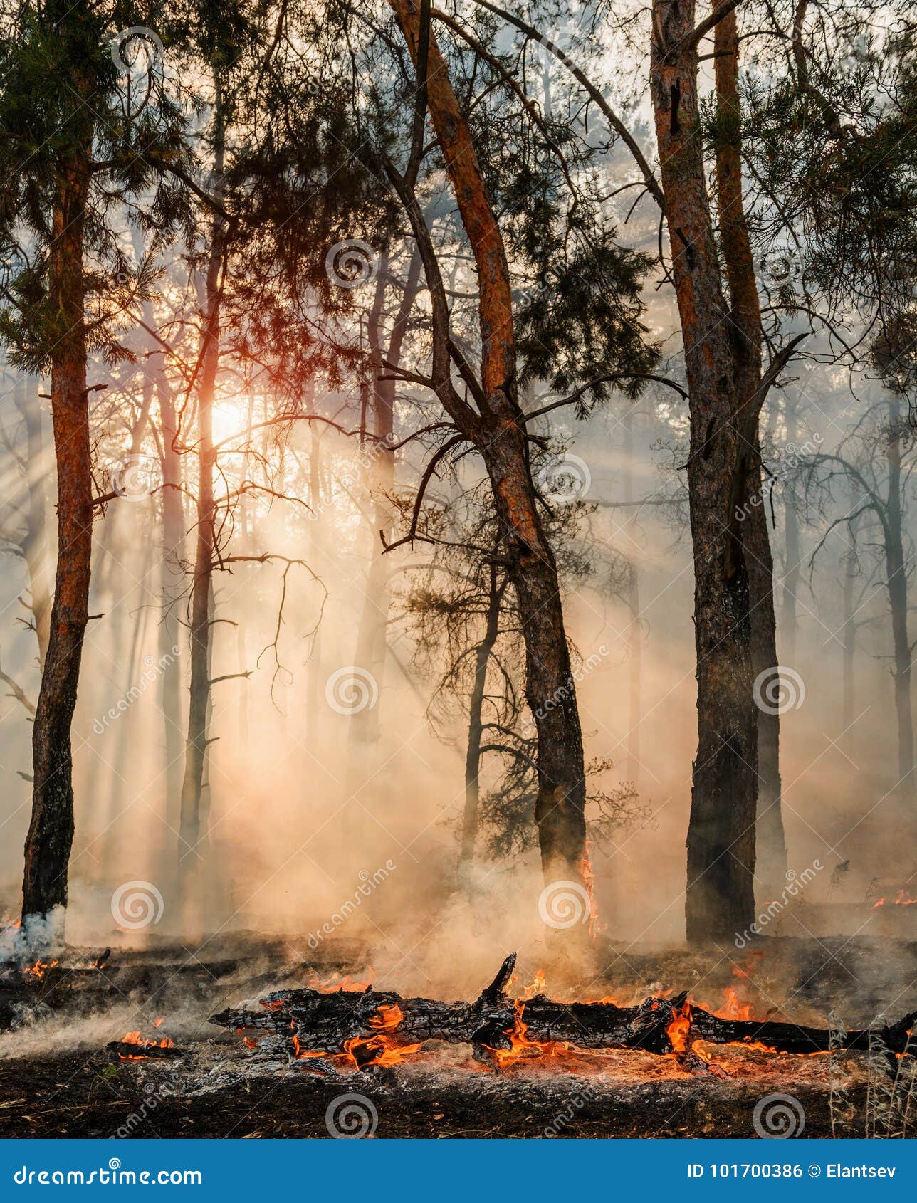 Flame and Smoke Rise from Burning Forests Stock Photo - Image of rural ...