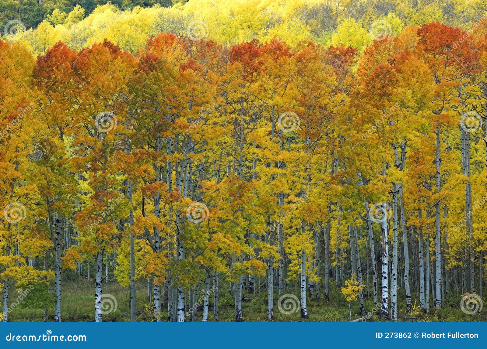 Flame top aspens stock photo. Image of color, aspen, trees - 273862