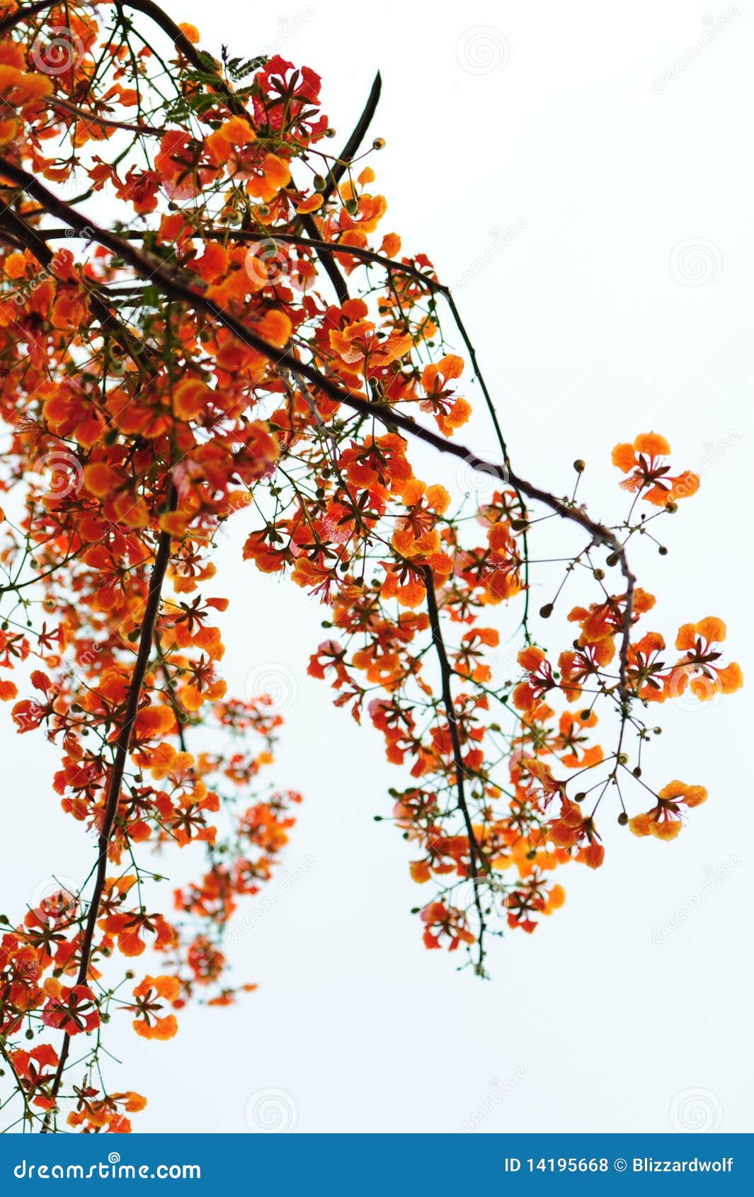 The Flame Tree. Stock Photography | CartoonDealer.com #54270500