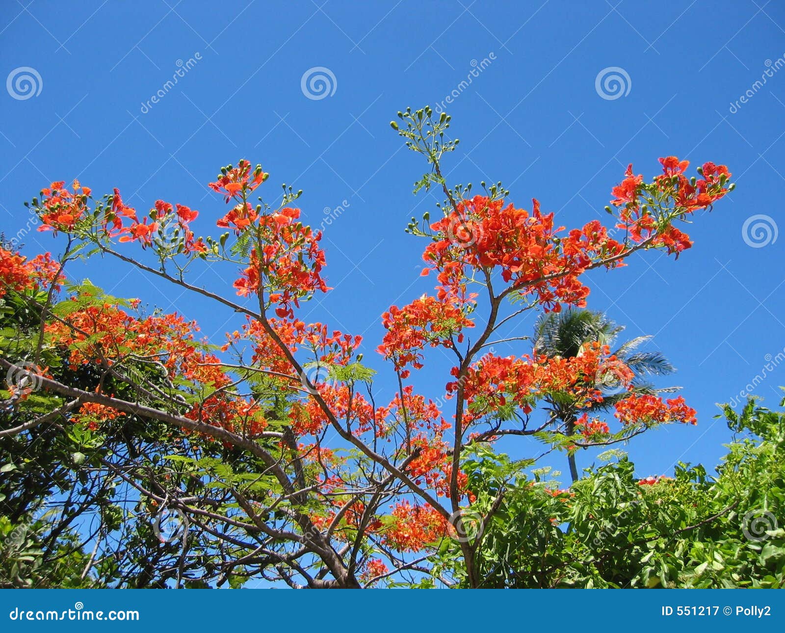 Flame Tree Or Royal Poinciana Tree Stock Image | CartoonDealer.com ...