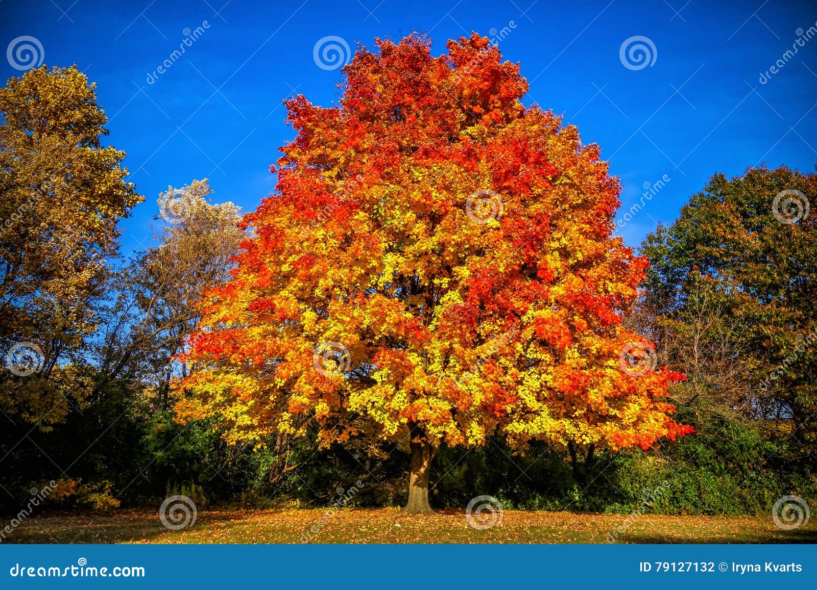 Flame tree stock photo. Image of sunny, leaves, flame - 79127132
