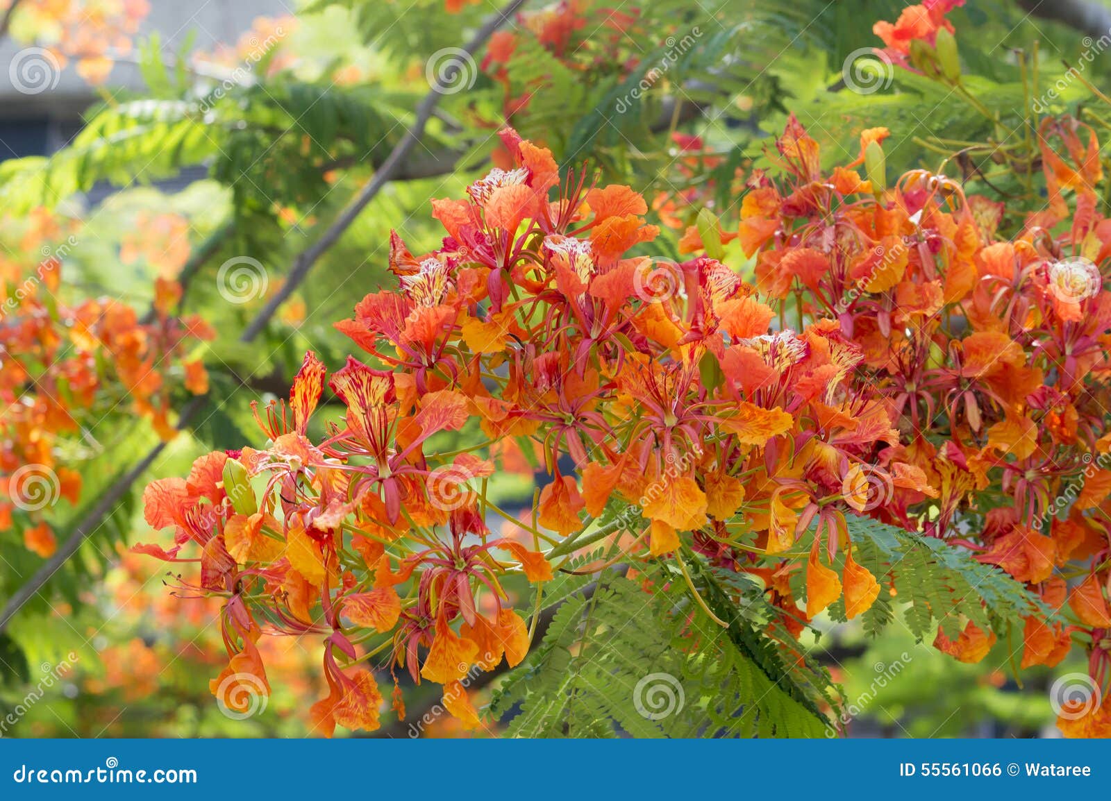 Flame Tree in bloom stock photo. Image of bloom, flamboyant - 55561066