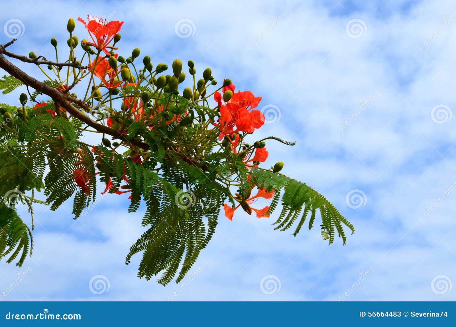 Flame tree branch. stock image. Image of outdoors, season - 56664483
