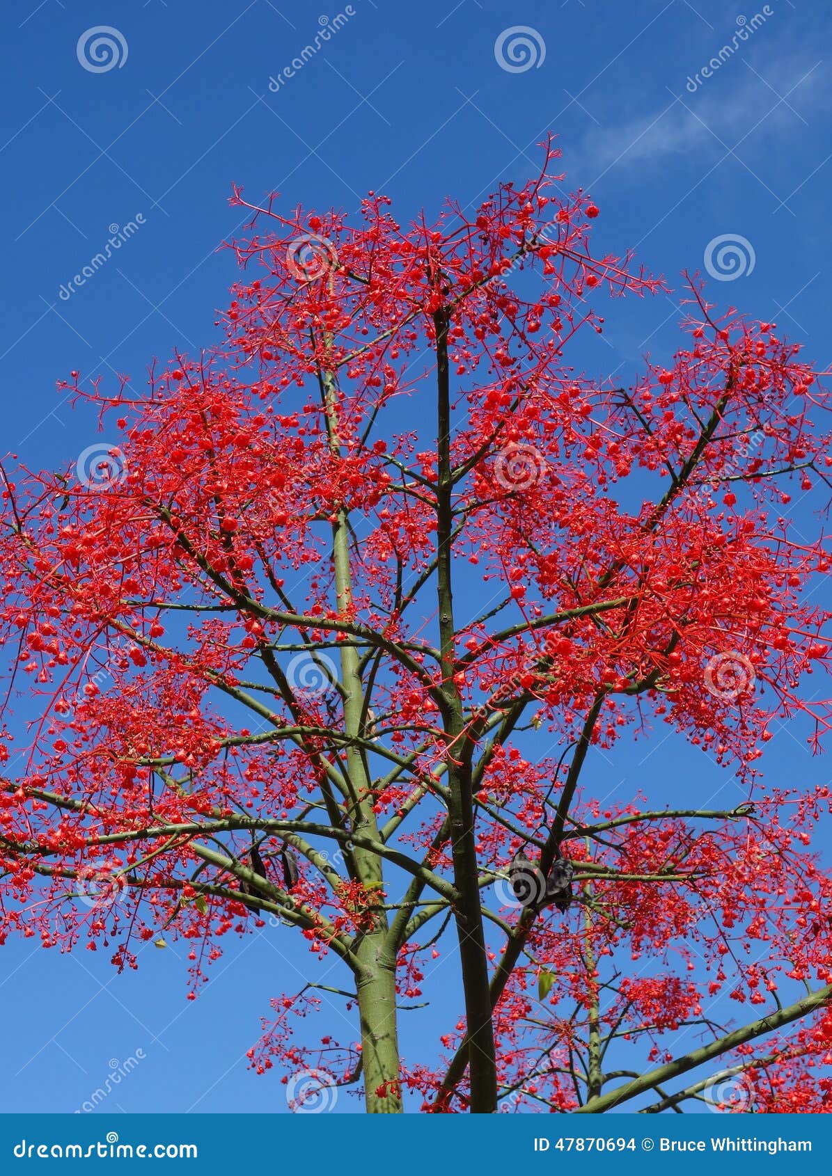 Flame Tree stock photo. Image of tree, bright, blue, flame - 47870694