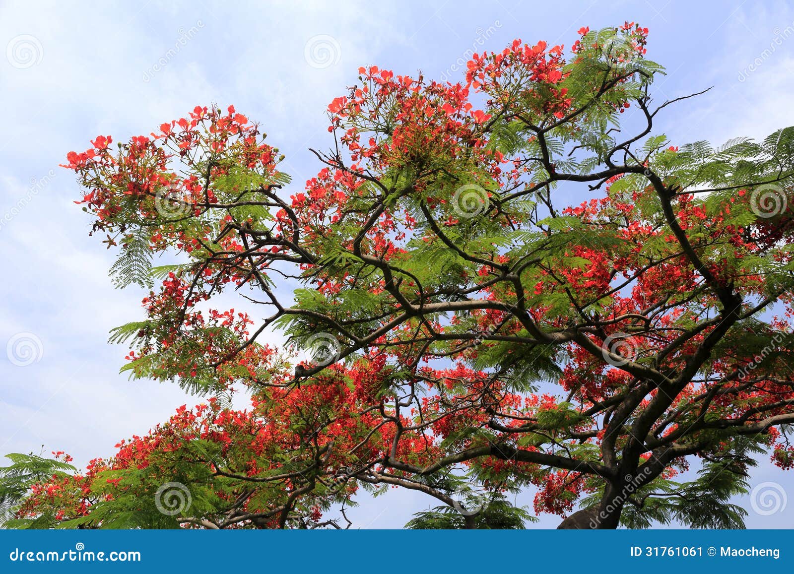 Flame tree (delonix) stock image. Image of closeup, flower - 31761061