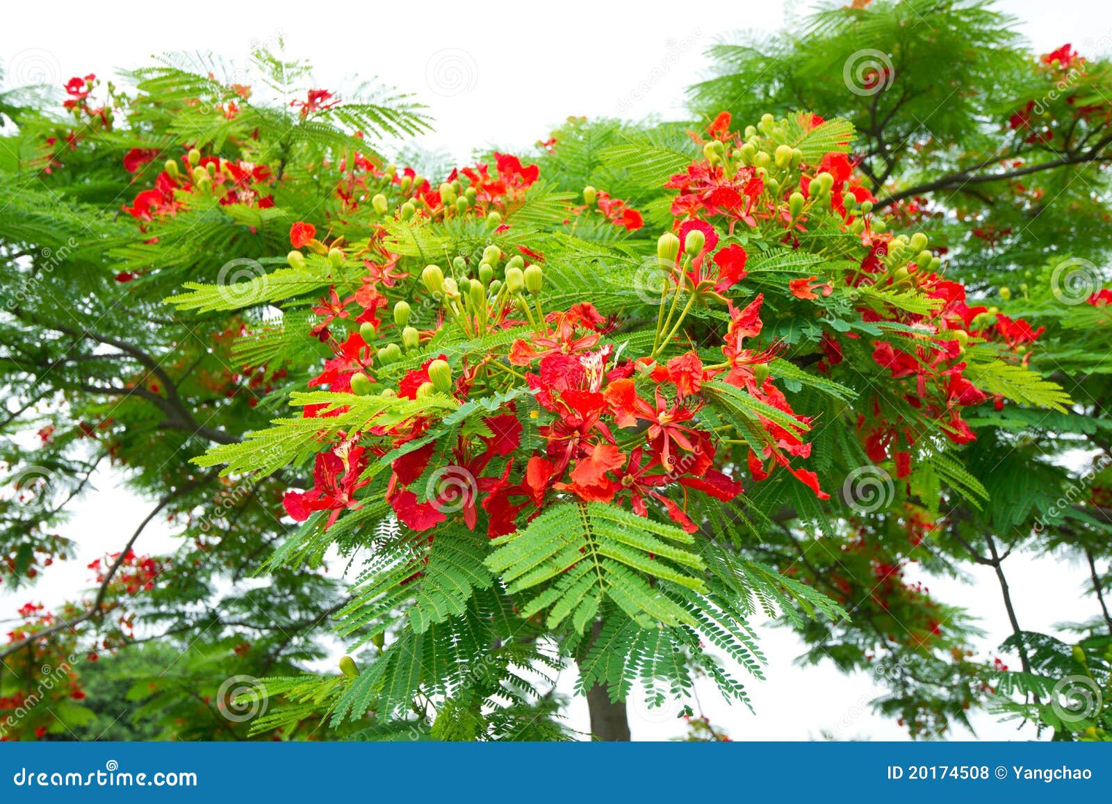 Flame tree with flower stock photo. Image of plants, woods - 20174508