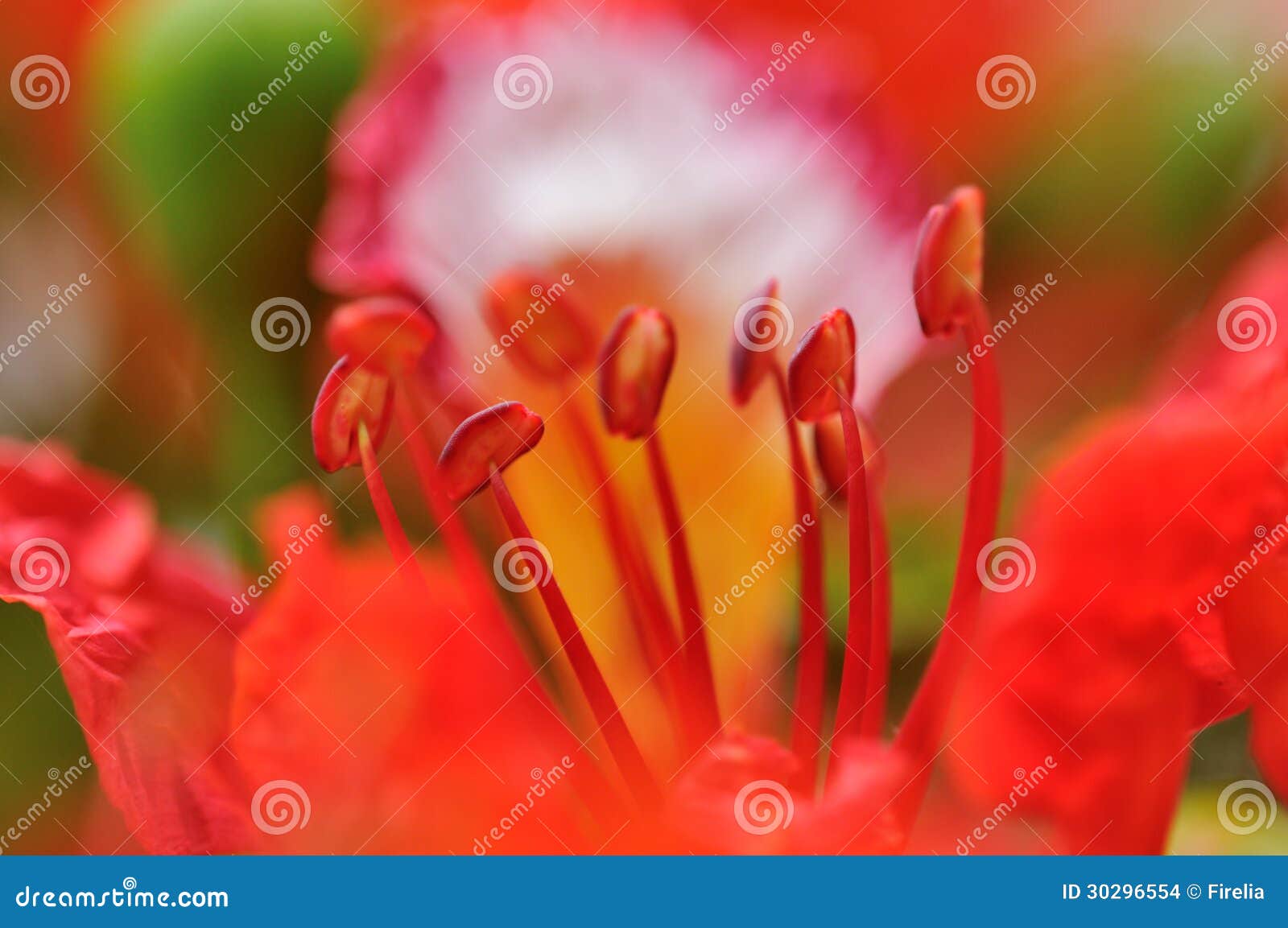 The Flame Tree. Stock Photography | CartoonDealer.com #54270500