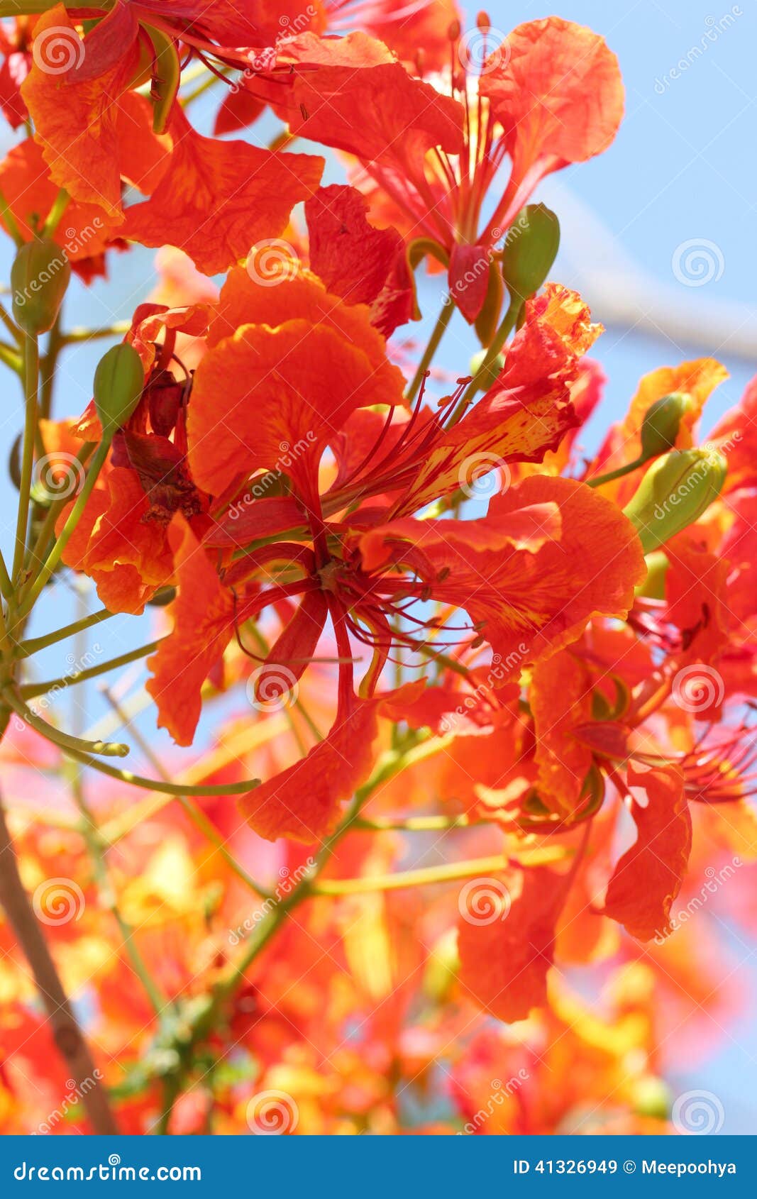 Flame Tree Flower. stock image. Image of crop, freshness - 41326949