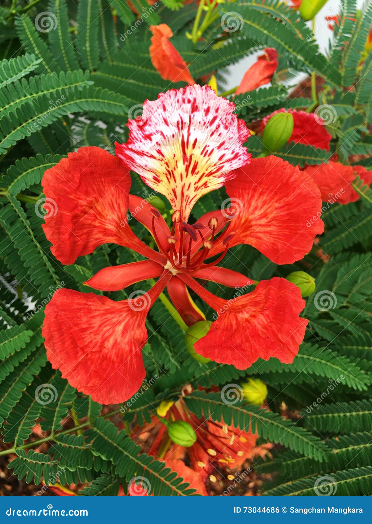 The Flame tree. stock photo. Image of nature, tree, flower - 73044686