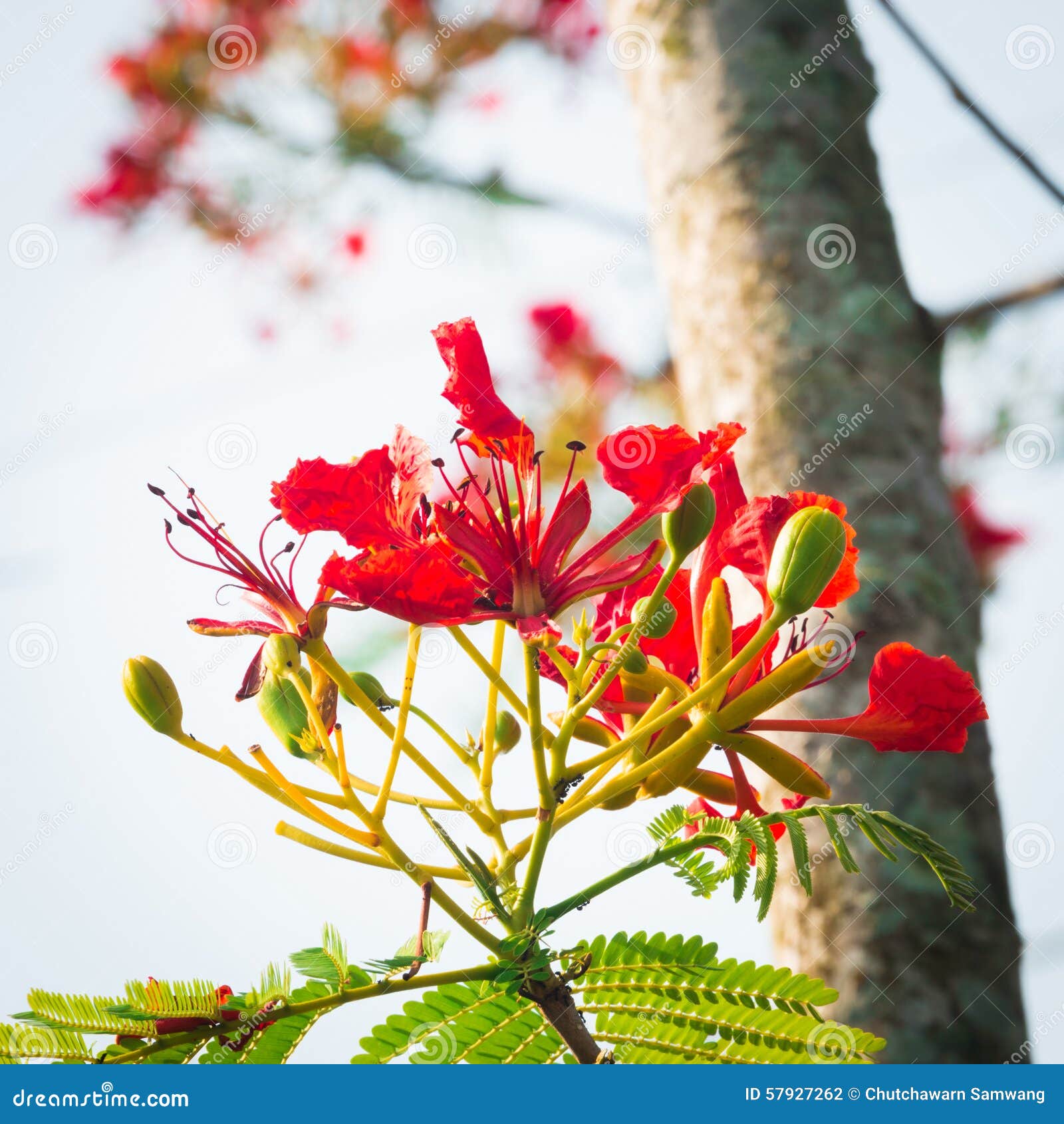 Flame Tree Flower - Royal Poinciana Tree Stock Photo - Image of flower ...