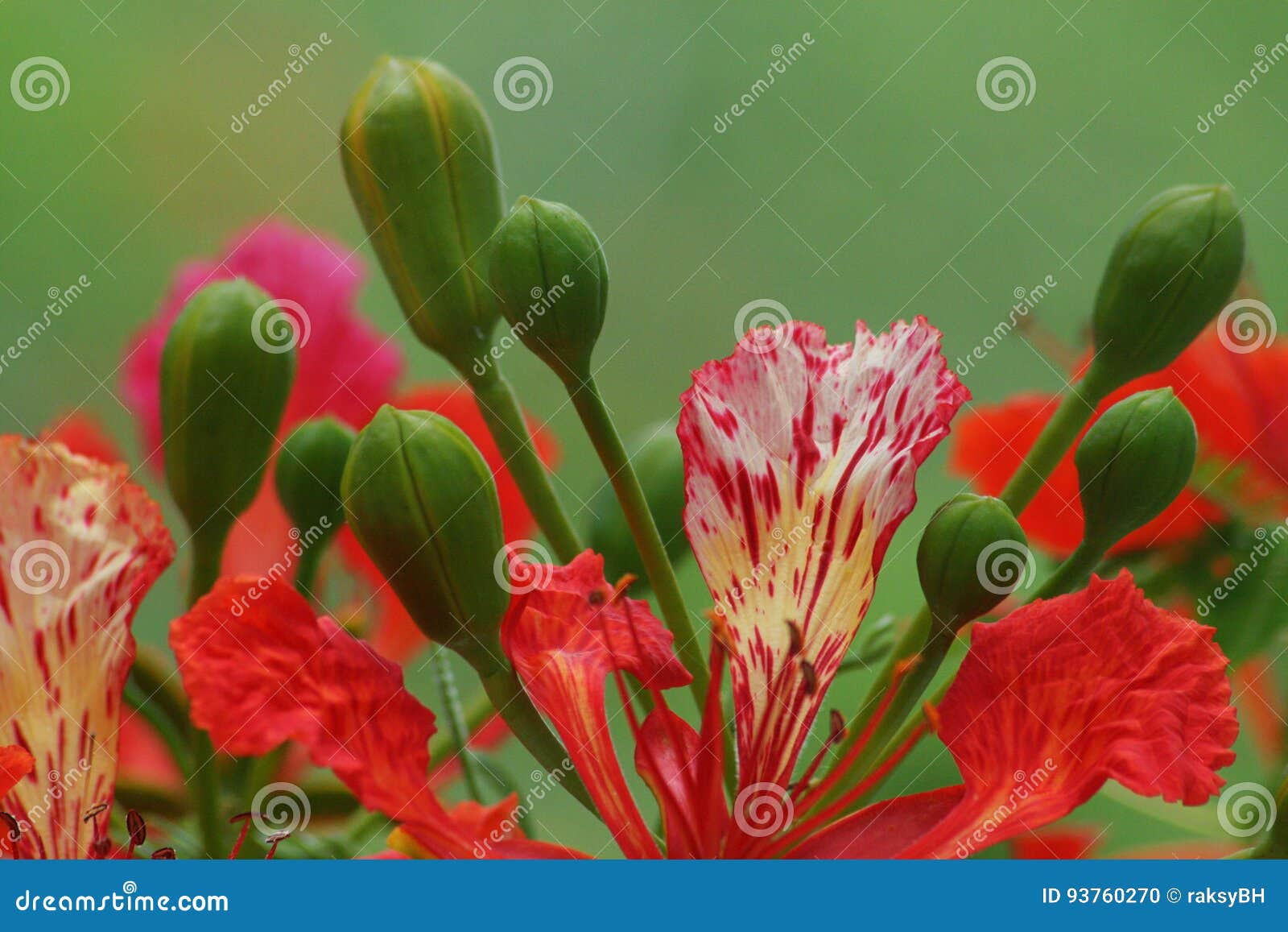 Flame Tree flower up close stock photo. Image of close - 93760270