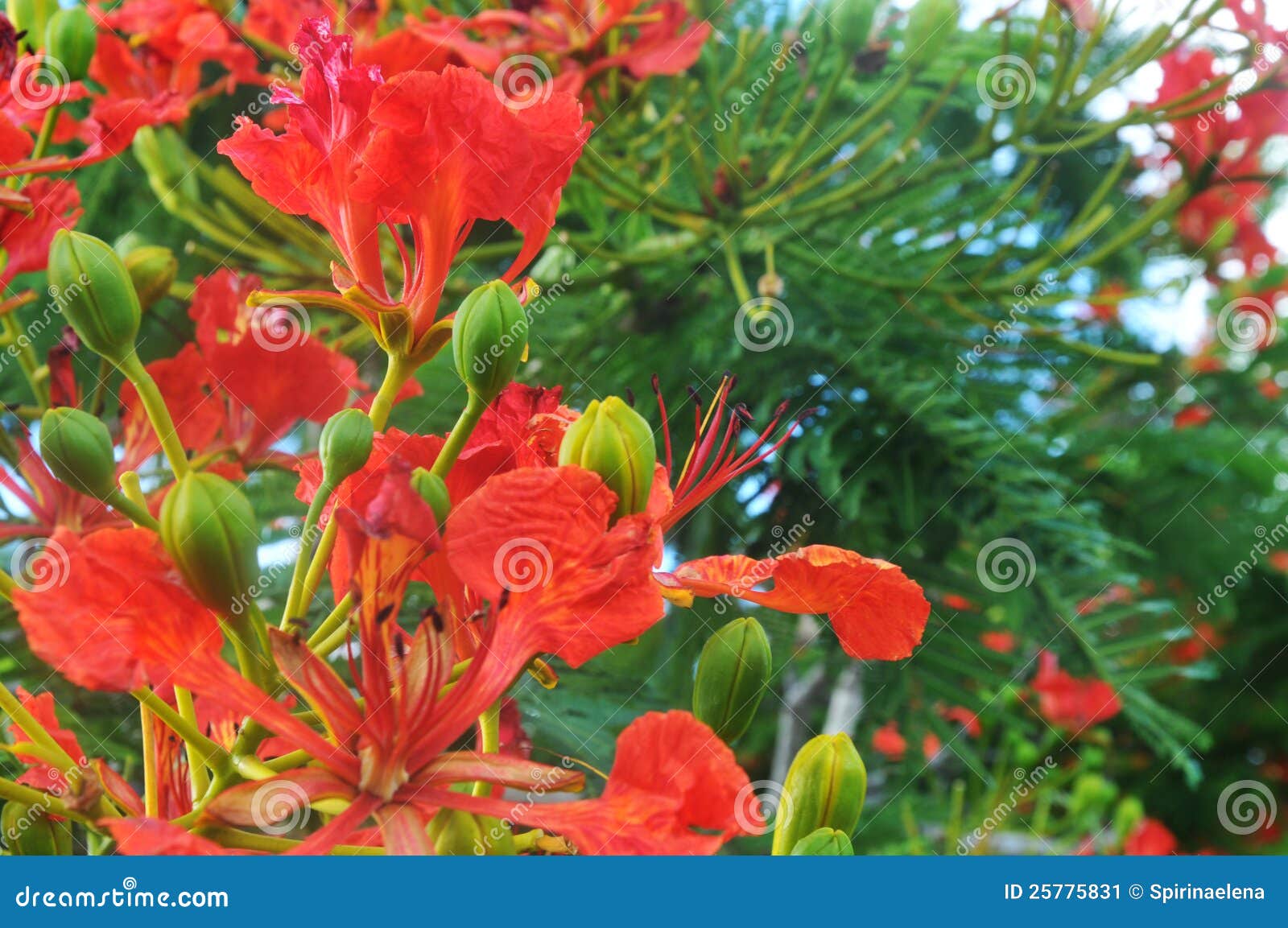 Flame tree flowers stock image. Image of flower, wood - 25775831